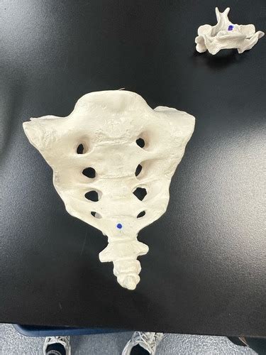 Lab Practical 1 Flashcards Quizlet