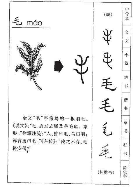 毛的意思 毛字五行属什么 毛字取名的寓意 起名网
