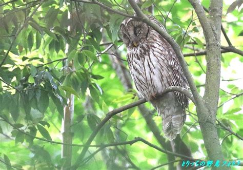 フクロウ 千葉県 とりっちの野鳥フォト3