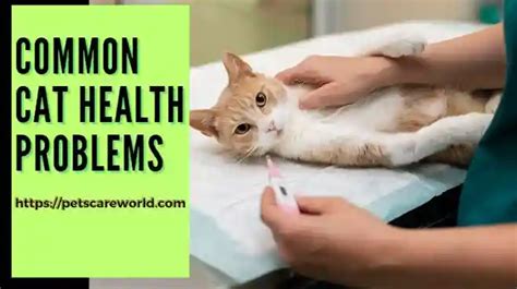 Common Cat Health Problems How To Prevent Them
