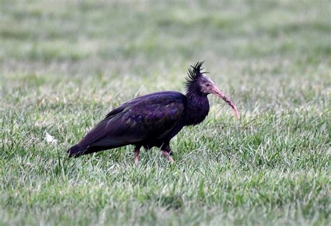 Waldrapp