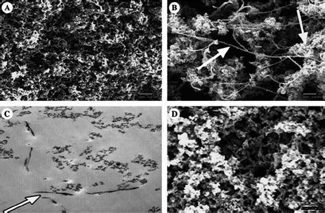 Tissue Derived Ecm Extracts Form Gels With Fibrous Structure Similar To Download Scientific