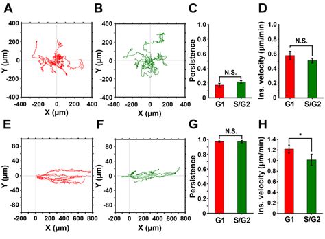2d Directed But Not Random Migration Is Cell Cycle Dependent A And B Download Scientific