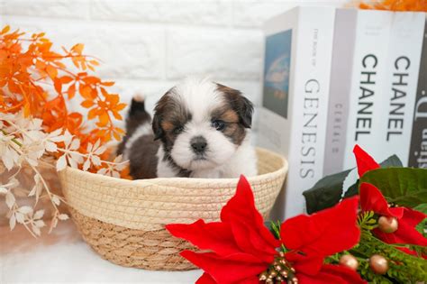 Bbs 애견분양 ※시츄 분양 대형 특수견전문