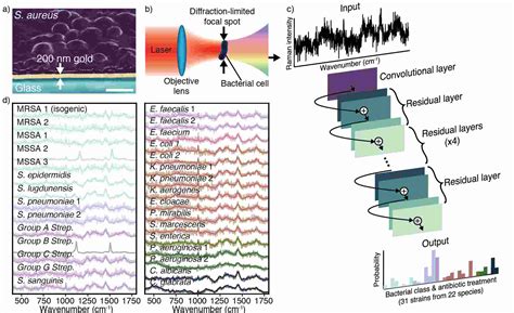 Rapid Identification Of Pathogenic Bacteria Using Raman Spectroscopy And Deep Learning Deepai