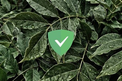 Adguard Home Setup With Docker Compose