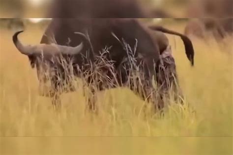 狮子攻击水牛群，双方紧张对峙！看得人热血沸腾！牛群双方狮子