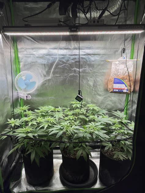 Nitrogen Toxicity R Growbuddy