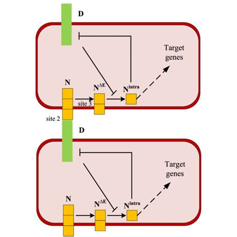 a diagram of the delta notch signaling pathway in boundary cell