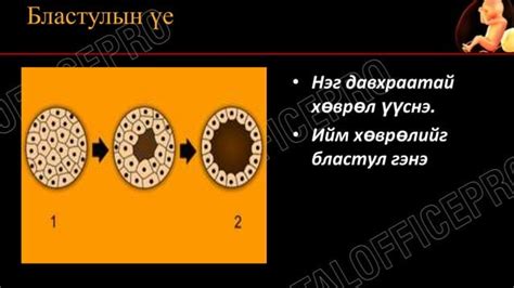 хөврөлийн хөгжил ба хөврөлийн дараа хөгжил Pptx