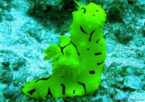 Необычные обитатели подводного мира Интересное и необычное