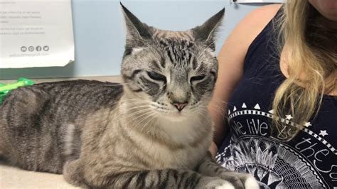 Pyothorax In Cats Saving Your Feline Friend Treatment Guide Wiki Science Blog