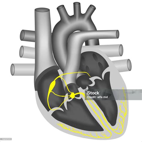 Pathway Of Electrical Conduction In The Heart Stock Illustration Download Image Now Sa Node