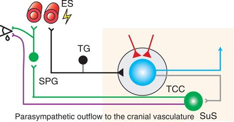 Pearls And Pitfalls In Experimental In Vivo Models Of Migraine Dural Trigeminovascular