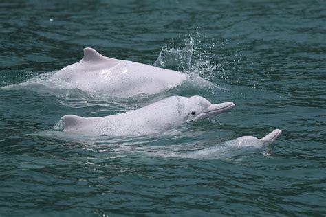 White Dolphin Swimming