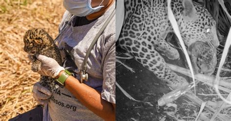 15 Day Old Leopard Cub Found In Pune Sugarcane Field Reunited With Mother
