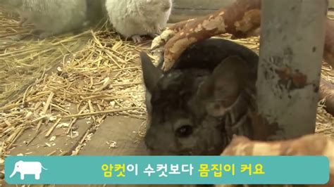 쥬니어네이버 사파리 친칠라 Youtube