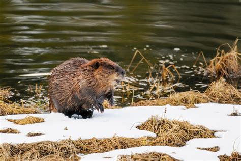 Habitat Du Castor
