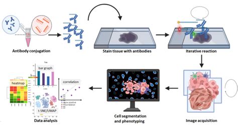 Multiplexed Barcoding Image Analysis For Immunoprofiling And Spatial Mapping Characterization In