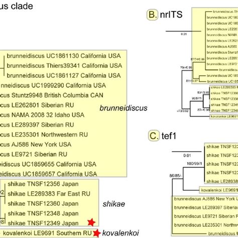 Detail Of The Best Trees From The Ml Analyses Of The Combined A