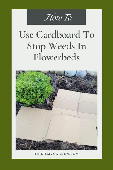 How To Use Cardboard To Stop Weeds In Flowerbeds Flower Beds Planting Flowers Lawn And Landscape