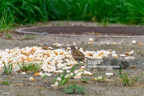 흰 빵 조각 사이에 땅에 앉아 있는 참새 빵을 먹는 참새 배경에는 콘크리트 원과 녹지가 있습니다 이 장면은 공원의 열린 공간에서 포착되었습니다 0명에 대한 스톡 사진 및