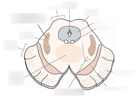 Diagram Of Midbrain Inferior Colliculus Quizlet