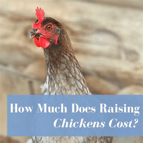 Pampered Chicken Mama Pampered Chicken Mama Raising Backyard Chickens Raising Backyard