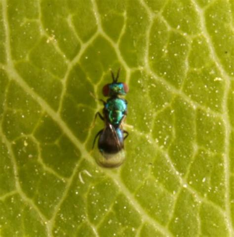 Parasitoid Wasp Bugguide Net