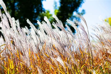 Flame Grass Facts Every Gardener Should Know For Stunning Results