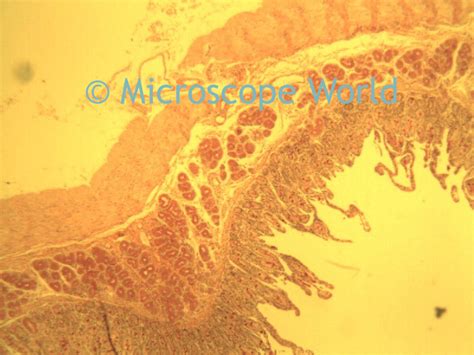 Microscope World Blog October 2012