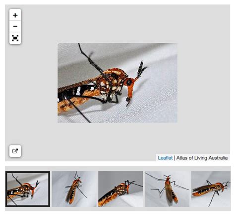 Github Atlasoflivingaustraliaimages Client Plugin Grails Plugin For