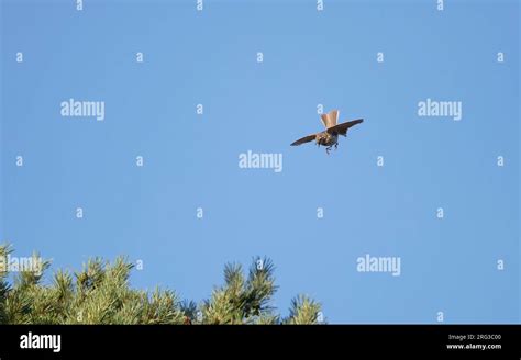 Tree Pipit Anthus Trivialis In Display Flight At Jutland Denmark Stock Photo Alamy