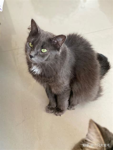 收养流浪猫千万要深思熟虑 知乎