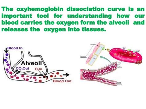 Oxygen Hemoglobin Dissociation Curve