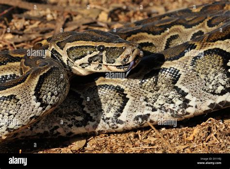 African Rock Python Python Sebae Pythonidae Pokot Tribe Land Kenya