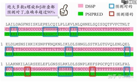山东大学生物信息学学习笔记7—蛋白质二级结构预测与分析以及三级结构介绍 知乎 山东大学生物信息学学习笔记7—蛋白质二级结构预测与分析以及三级结构介绍 知乎