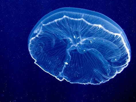 Scyphozoa Alchetron The Free Social Encyclopedia