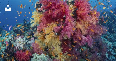 물고기가있는 산호초 사진 Unsplash의 무료 벽지 이미지