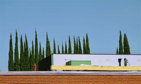 Cypress Trees In A Range Behind A Building Stock Image Image Of Wallpaper Trees 258968415