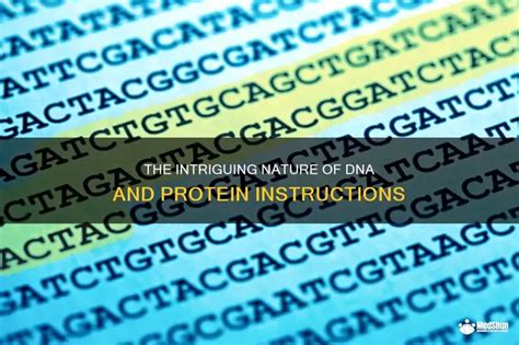 The Intriguing Nature Of Dna And Protein Instructions Medshun