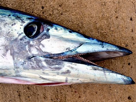 Wahoo – "OCEAN TREASURES" Memorial Library