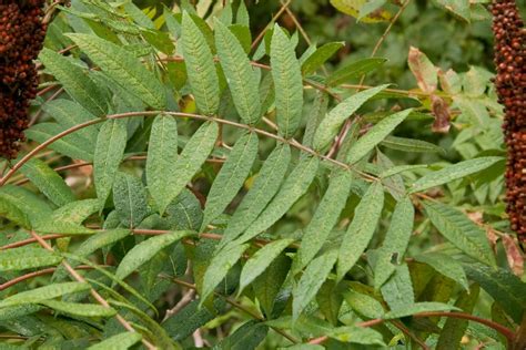 Smooth Sumac Woody Plants Of Ohio