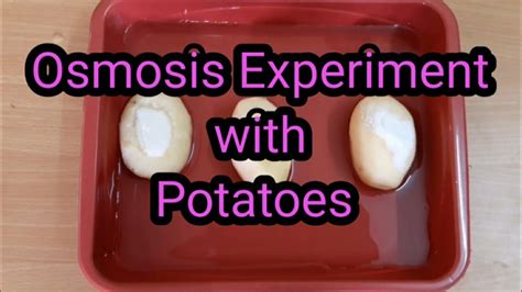 Osmosis Potato Experiment Explanation At Laura Stanley Blog
