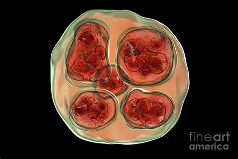 Echinococcus Multilocularis Human