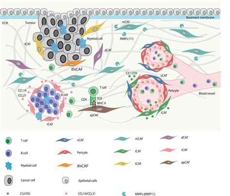 caf classification scheme graphical summary showing the spatial