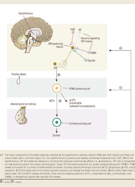 Figure 1 From Stress And The HPA Axis Semantic Scholar