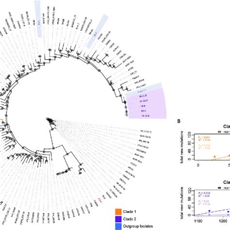 Whole Genome Single Nucleotide Polymorphism Phylogeny Of 121
