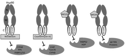 Diagram Depicting C Terminal Binding Compounds Novobiocin And