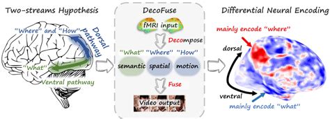 [논문 리뷰] Decofuse Decomposing And Fusing The What Where And How For Brain Inspired Fmri